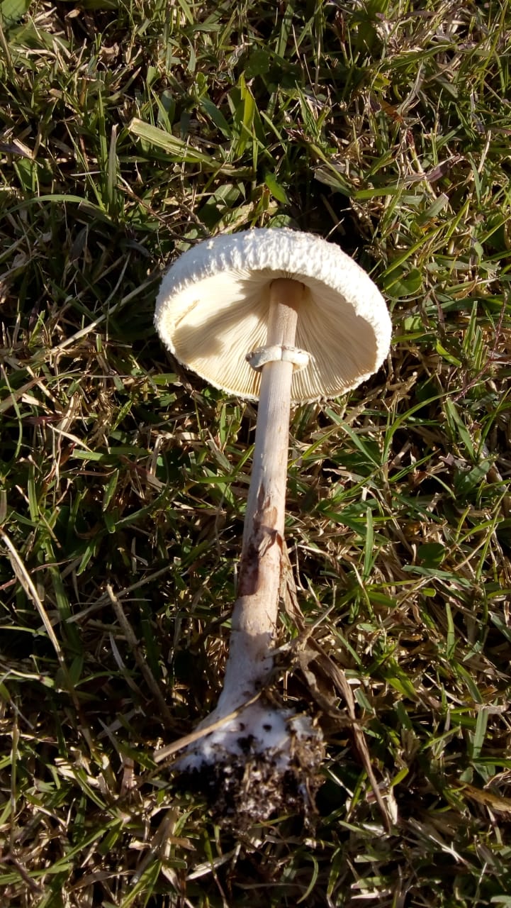 FungiAPM